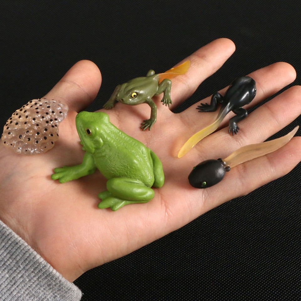 Life Cycle Toys Animal Growth Figurines Table Ornament Frog Sculptures ...