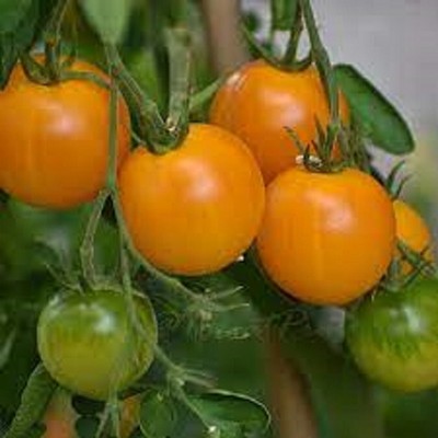 50 Seeds Chello Tomato Juicy Tomatoe Vegetable Garden Edible Food | eBay