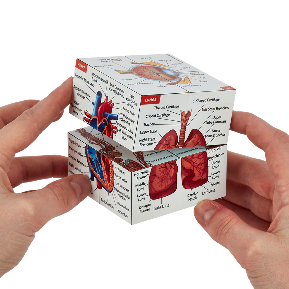 Human Anatomy Study Cube | Anatomy Gift | Learn 9 Parts of The Human ...