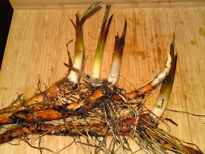 Bulrush 2 Pond Plants Bull rushes Reed mace Bullrush Reed Roots ...