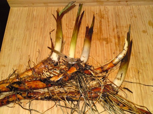 Bulrush 2 Pond Plants Bull rushes Reed mace Bullrush Reed Roots ...