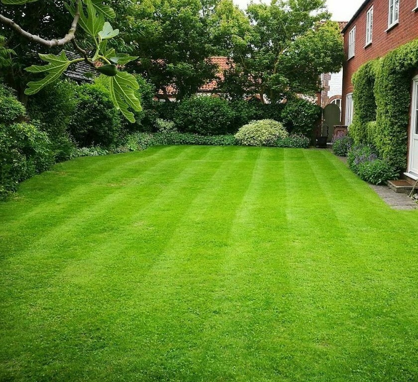 GRASS SEED HARD WEARING LAWN SEEDS PREMIUM TOUGH FAST GROWING DEFRA ...