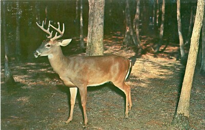 Native Deer, Great Smoky Mountains, Near Townsend, Tennessee --POSTCARD ...