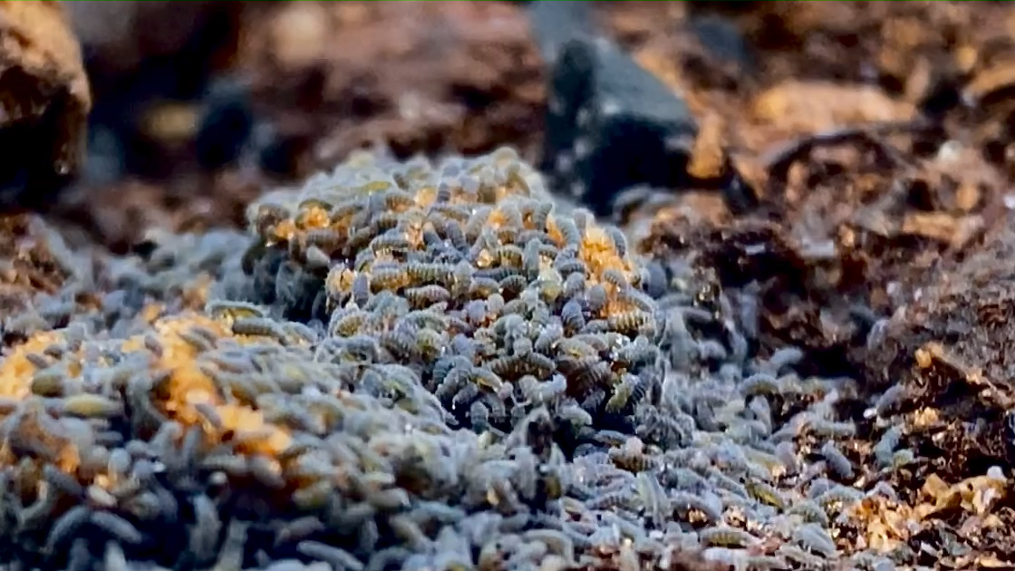 50+ Purple Podura Springtails (Ceratophysella sp.) Live BioActive ...