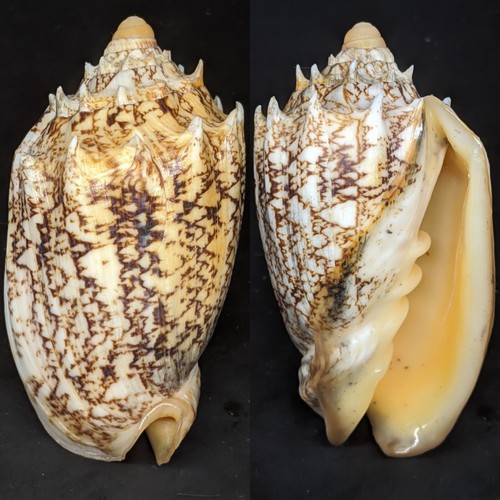 Cymbiola chrysostoma 74.5mm VOLUTIDAE Golden-mouth Volute Seashell | eBay
