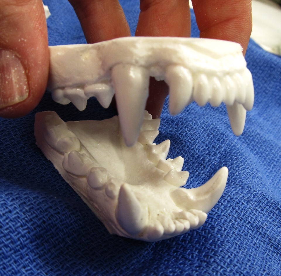 Honey badger jaws teeth cast taxidermy plastic replica | eBay