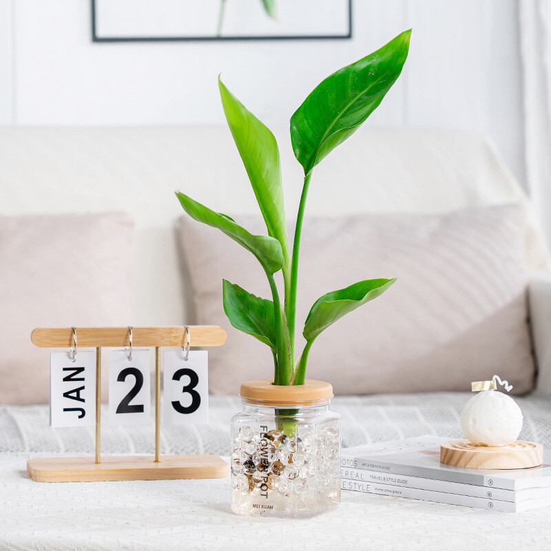 Simple Transparent Flower Pot Hydroponic Bottle Greenery Desktop Flower ...