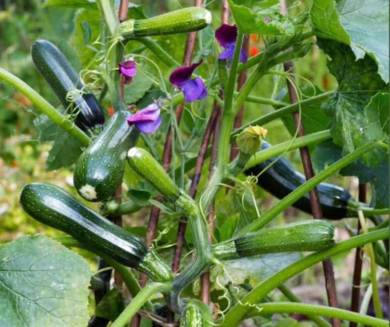 CLIMBING COURGETTE SEEDS – BLACK FOREST F1 (UNIQUE) - SOW BY 27 ...