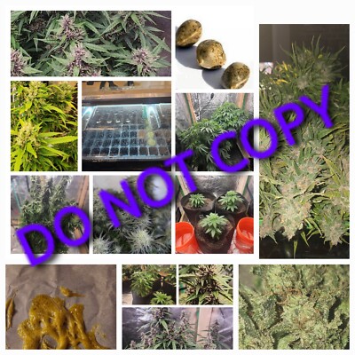 Hemp Weed Unframed 8x10 photograph print 10 Pieces BONUS GIFT INCLUDED ...