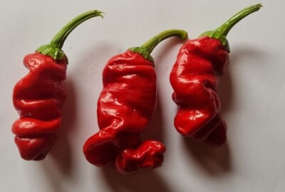 20 graines de piment Peter Pepper rouge rouge | eBay