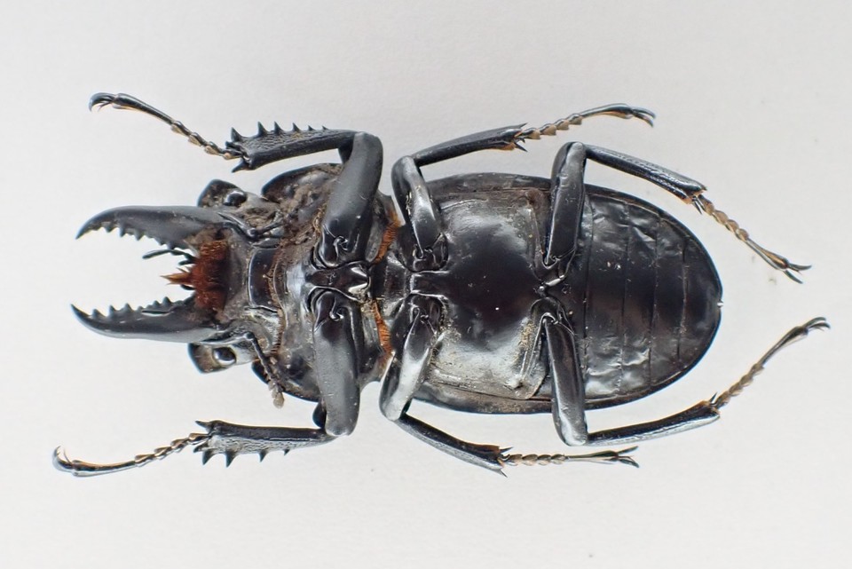 D64092. Insects, Beetles. Lucanidae: Neolucanus sp. Vietnam, Nghe An ...