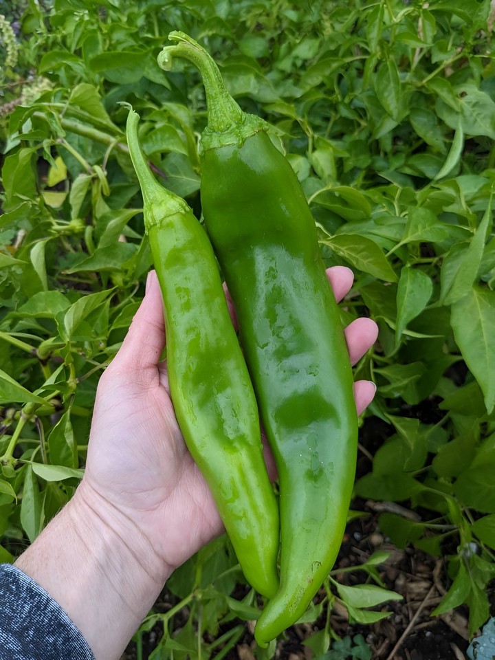 150 Heirloom Giant NuMex BIG Jim Legacy Hatch Chili Seeds Mild Foot ...