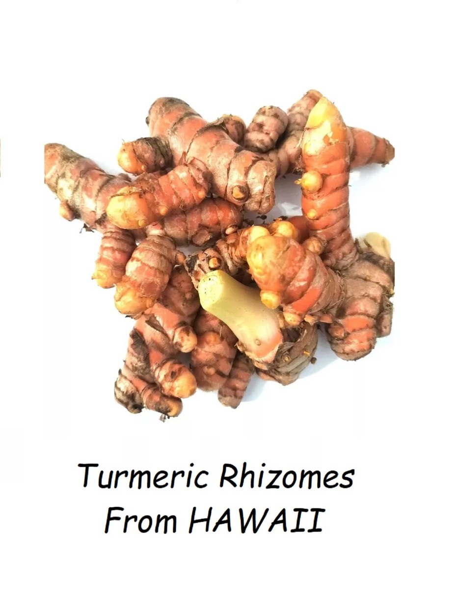 Rhizome Scale Of Turmeric