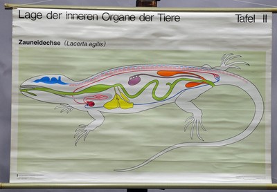 anatomical animal wall chart viscerals sand lizard poster print | eBay