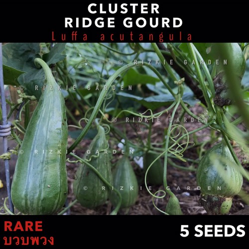 Rare Cluster Ridge Gourd, Luffa acutangula, Asian Vegetable Seeds x 5 ...