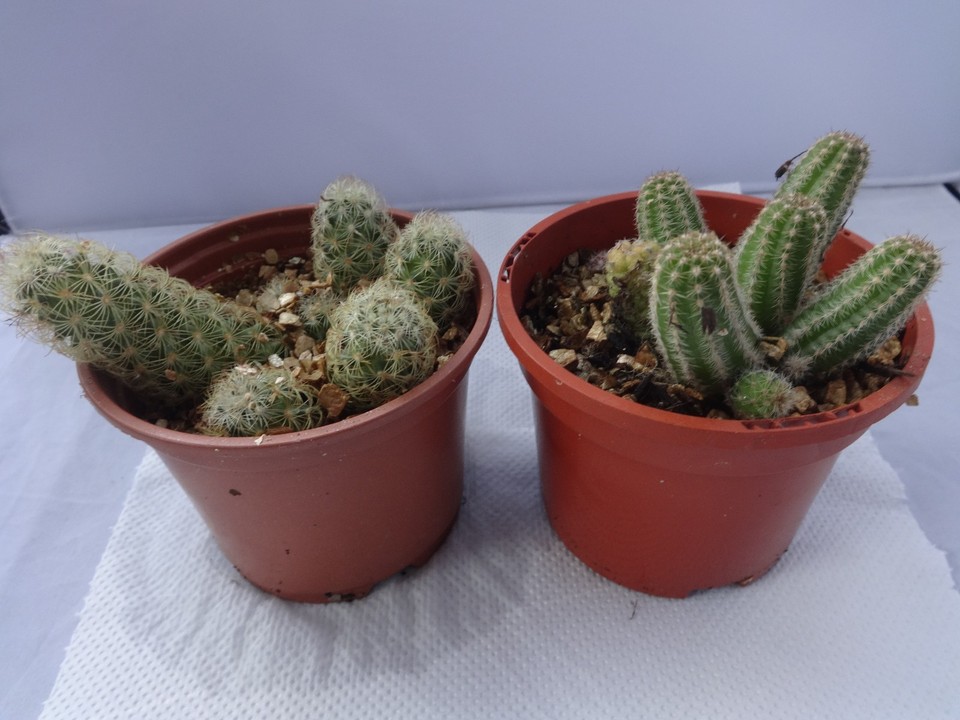 Two cactus plants in 10cm pots, red flowering and white flowering cacti ...