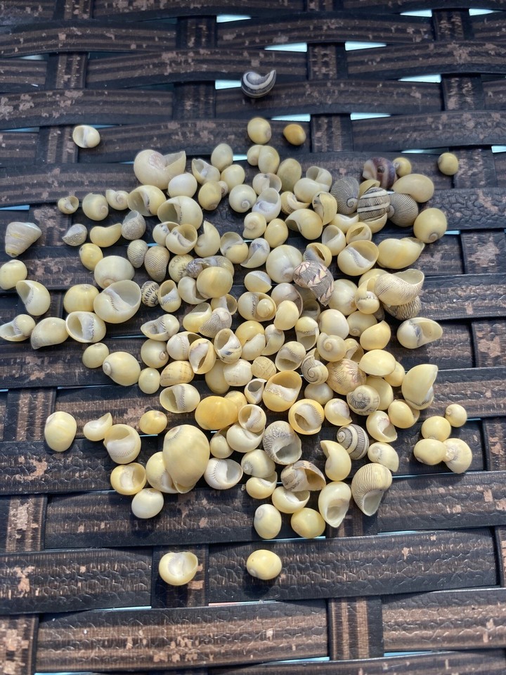 8 Ounce Micro Mini Sea shells natural Littorina shells yellow tiny sea ...
