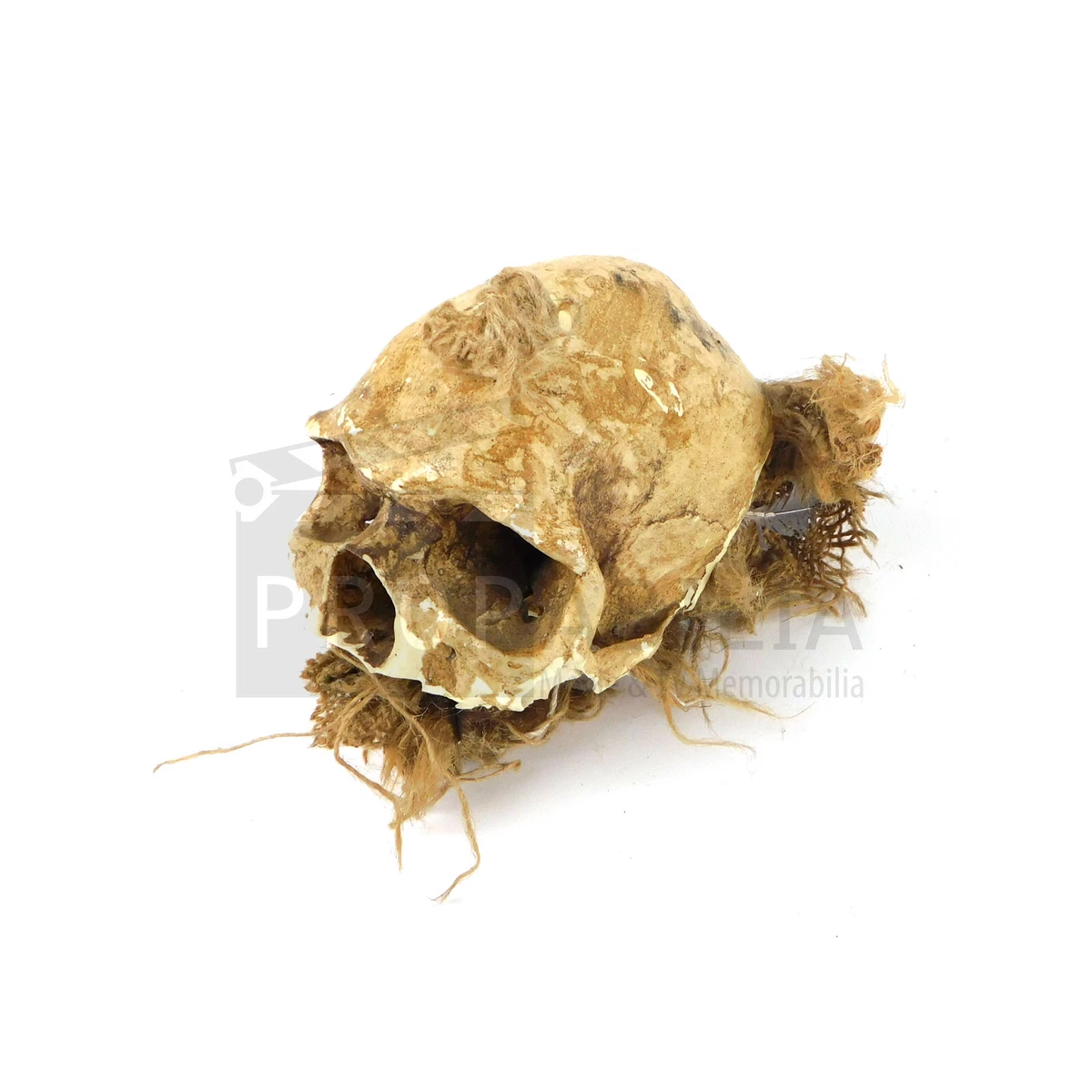 The 13th Warrior Wendol