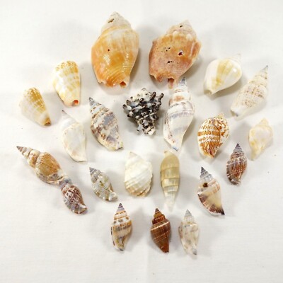 Assorted Lot of Natural Seashell Shells Set of 22 Crafting Nautical ...