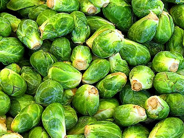 Brussels sprouts Hercules seeds, 250 cabbage organic seeds #160 +TRACK ...