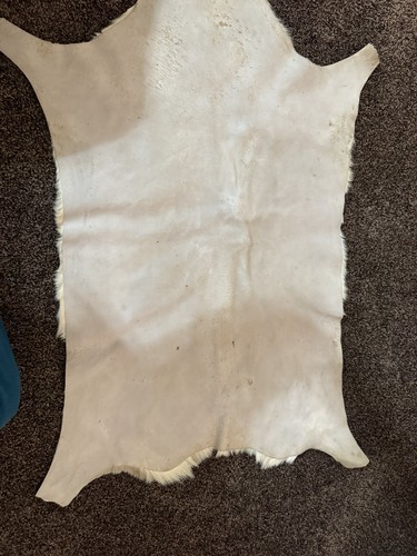 Springbok / Small Antelope Skin Rug. Full Authentic hide. Leather ...