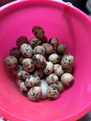 20 + Fertile Coturnix Quail Hatching Eggs Ready To Ship Multiple Colors ...