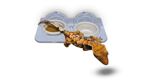 Small Acrylic Suction Cup Gecko Feeder Ledge for Lizards Reptiles ...