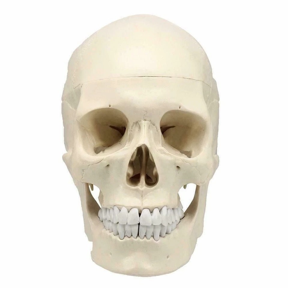 PVC Mini Skull Human Anatomical Anatomy Head Model Convenient Medical ...