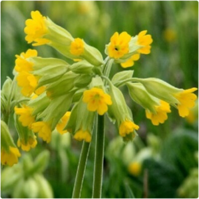 Royal Cowslip Primula Veris X 12 Plug Plants for Potting on | eBay UK