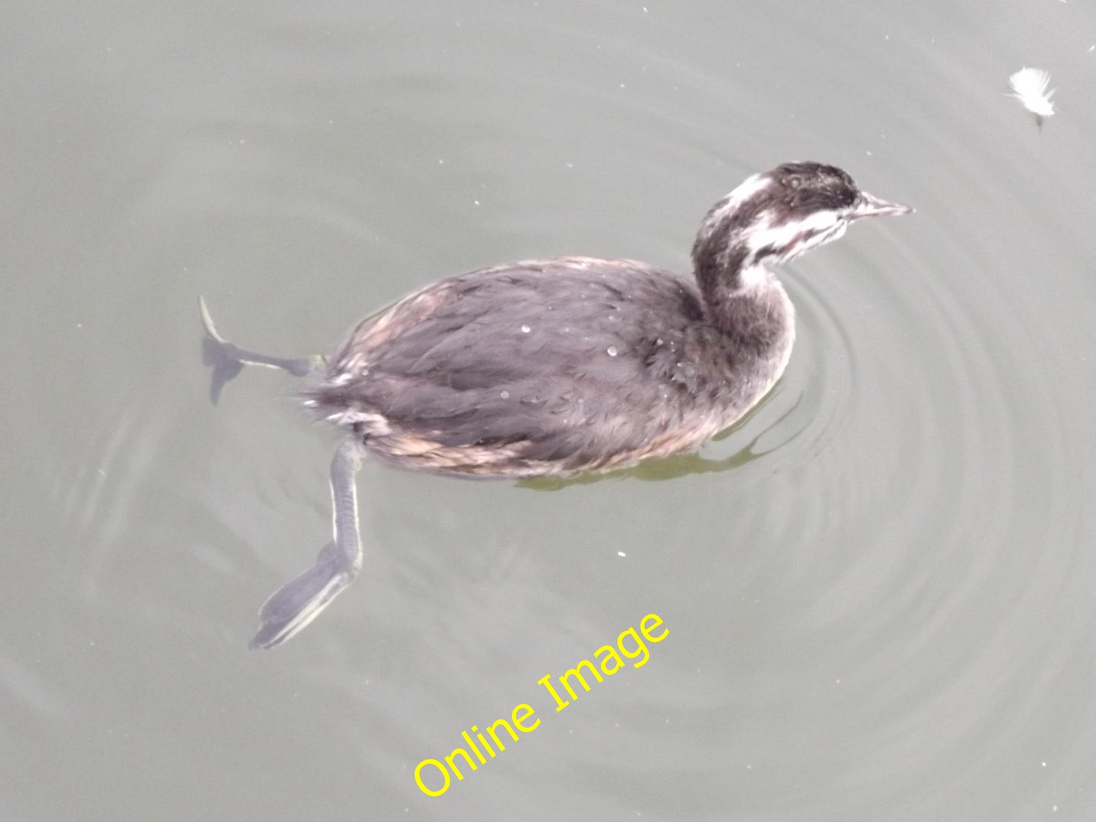 Photo 6x4 Great Crested Grebe Abingdon Juvenile diving bird on the ...
