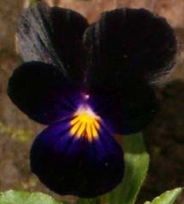 35+ Velvety Black Viola / Shade-Loving / Perennial Flower Seeds | eBay
