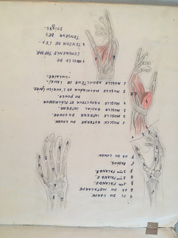 Superb Anatomical Anatomy Notebook Curiosities Hand Drawn Pencil 1960 ...