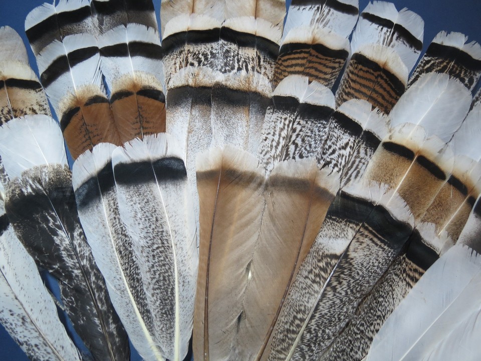 34 Pcs Brown Turkey Tail Feathers, Fly Tying Materials,Long Feathers ...
