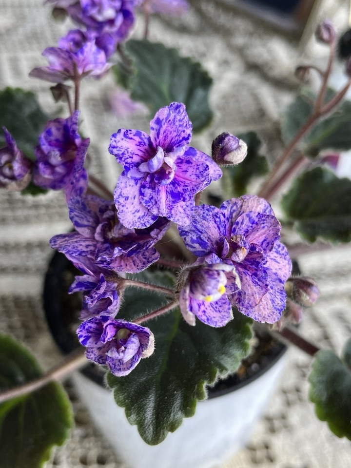 African Violet Starter Plant K’s Purple Hog | eBay