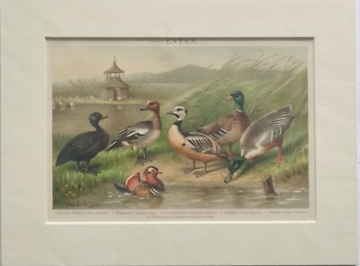 Ducks, Enten, Chromo lithography, Ludwig Beckmann, 1910, Leipzig ...