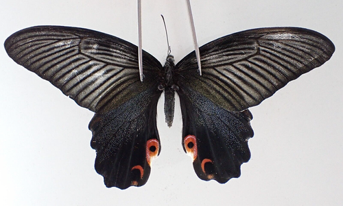 SA12207. Unmounted butterflies: Papilio sp. Vietnam. Yen Bai | eBay