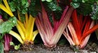 SILVERBEET COLOUR MIX SEEDS Vegetable Garden Silverbeet Seeds Colored ...