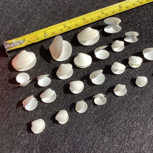 25 Mini White Disc Dosinia Seashells Connected Small Crafting Sea ...