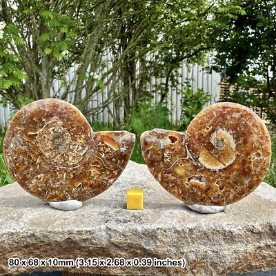 Genuine fossilised ammonite fossil pair marine animal snail shell sea ...