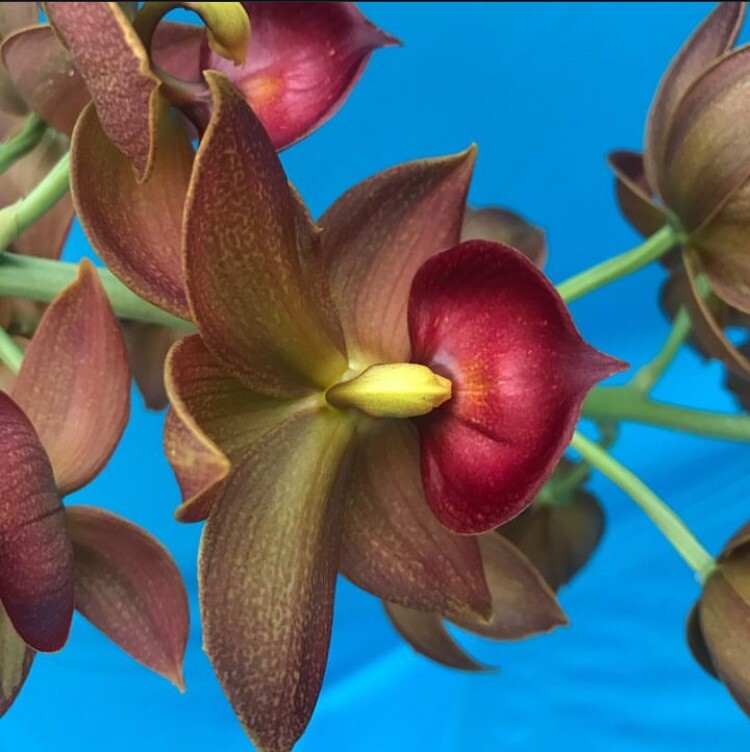 Cycnodes Taiwan Gold ‘Orange’ (D) TWO Spike Fragrant Orchid Hybrid 4 ...