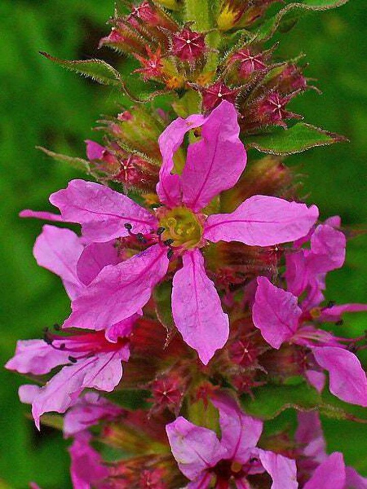 1000 PINK WINGED LOOSESTRIFE Lythrum Alatum Flower Seeds | eBay