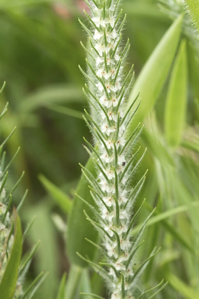 Plantago Aristata