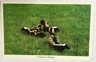 C1731 Postcard A Bunch of Stinkers group of Skunks | eBay