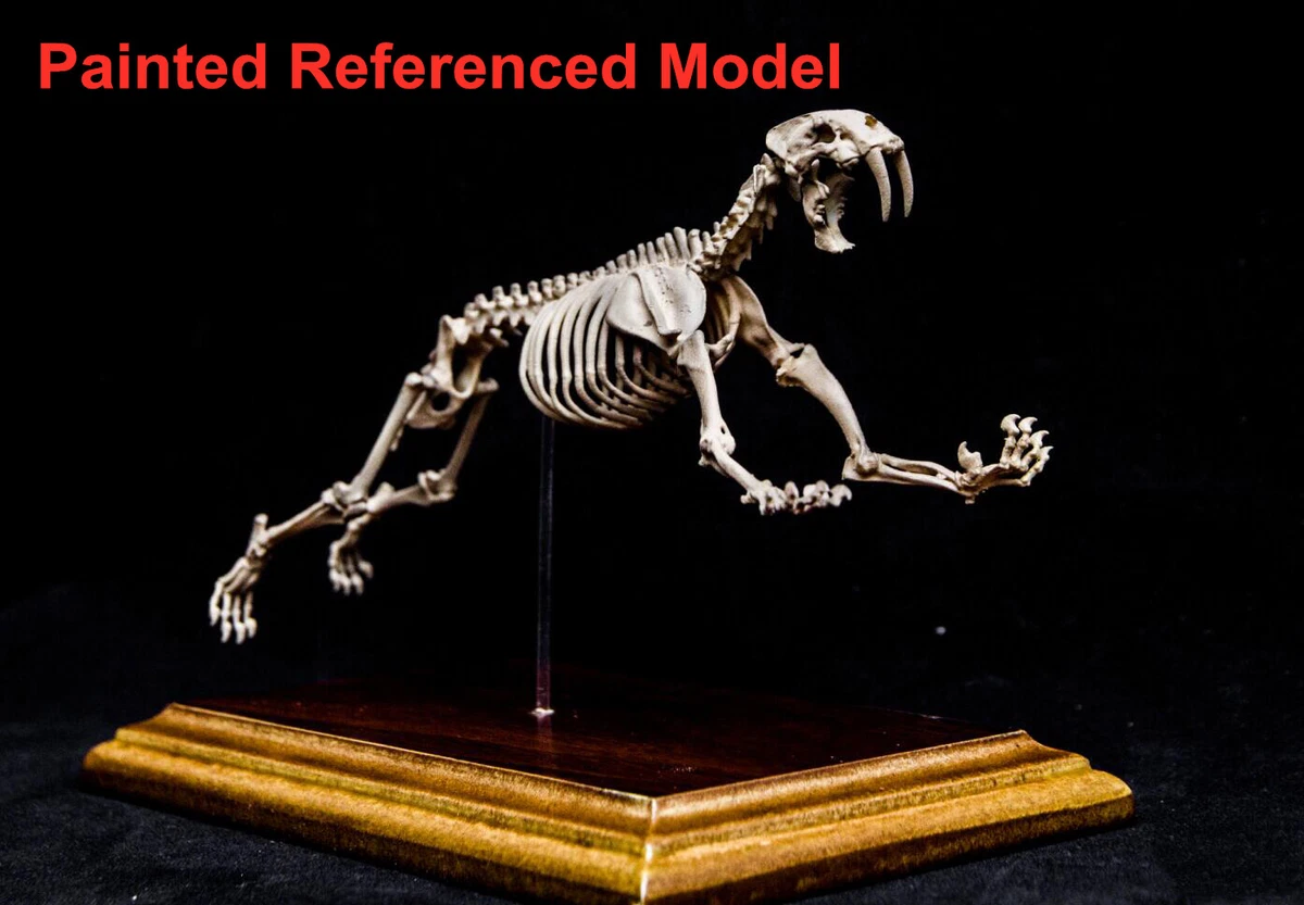 Smilodon Skeleton