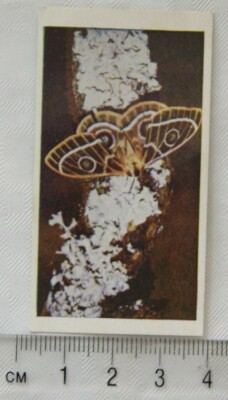 1962 Comet Sweets On Safari 2nd Series No. 41 Emperor Moth | eBay