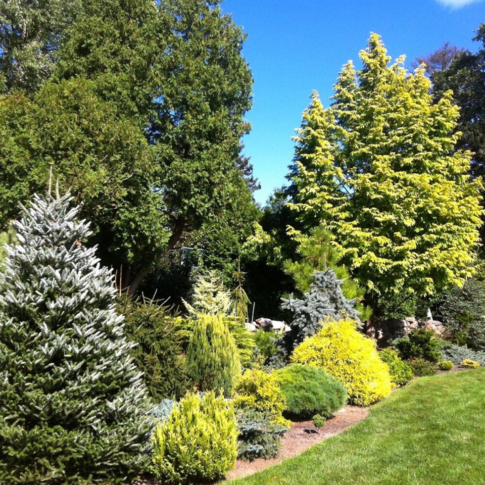 6 X CONIFERS HANDY CARRY PACK MULTIPLE VARIETIES HARDY EVERGREEN PLANTS ...