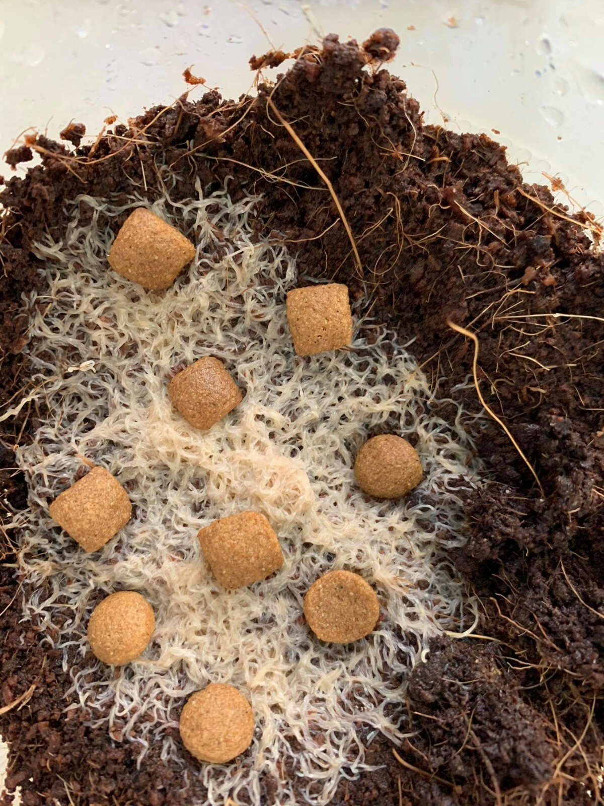 Grindal worms (Enchytraeus buchholzi) as a food for fish >> killi.co.uk