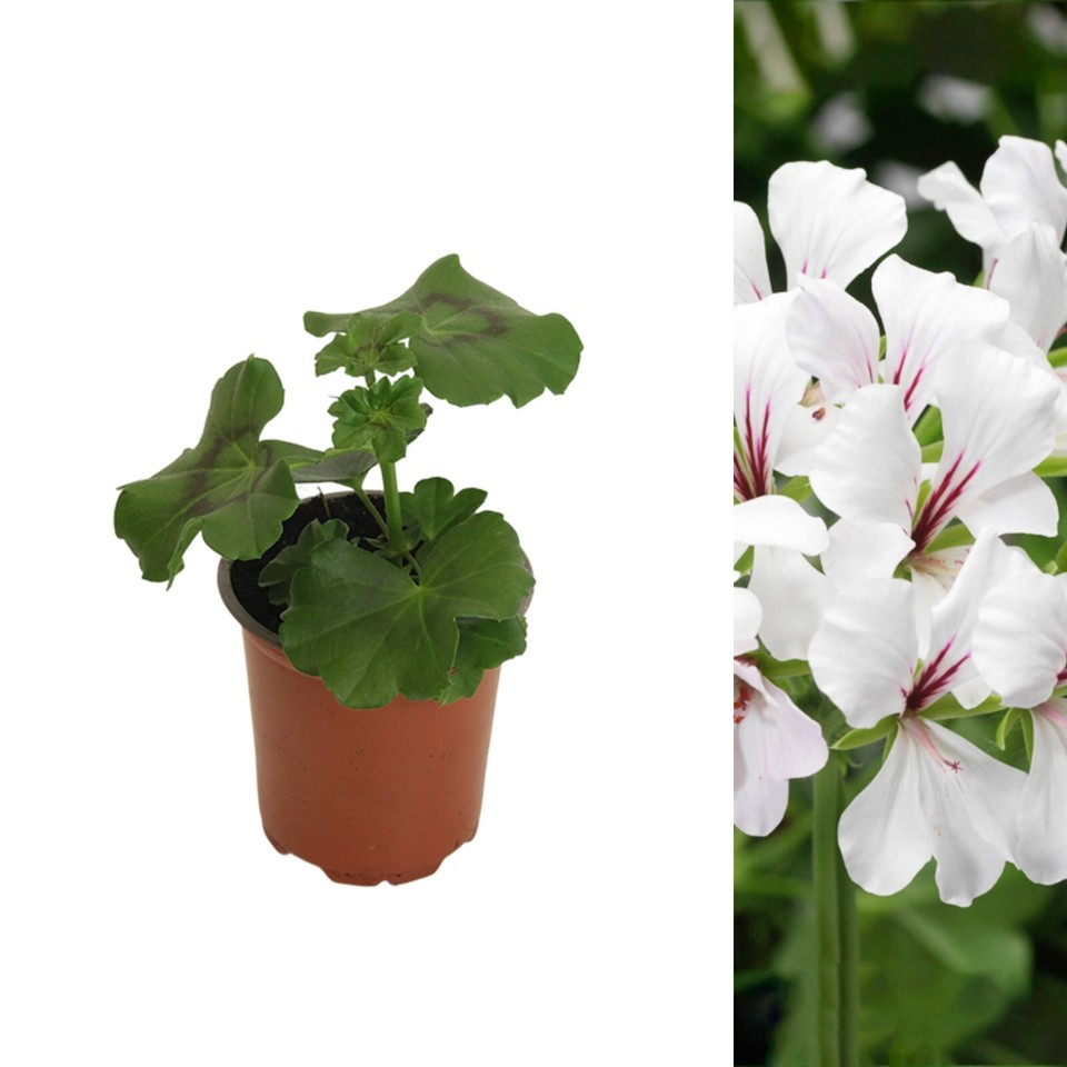 Trailing Geranium Plant in 9cm Pot - Summer Ivy Geranium Shrubs Ready ...