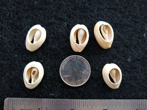 A Cowry Shell (Shell Money)-Shang Dynasty (1766BC-1122BC) 100% genuine ...