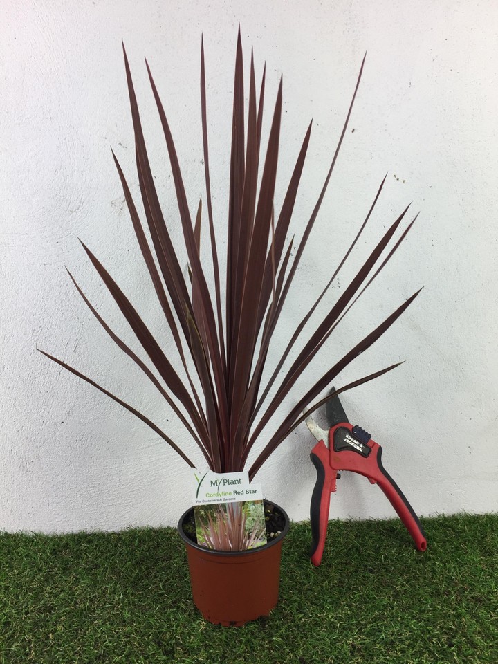 2 Cordyline Australis Red Star Palm Patio Shrub Plant 40-50cm Potted ...